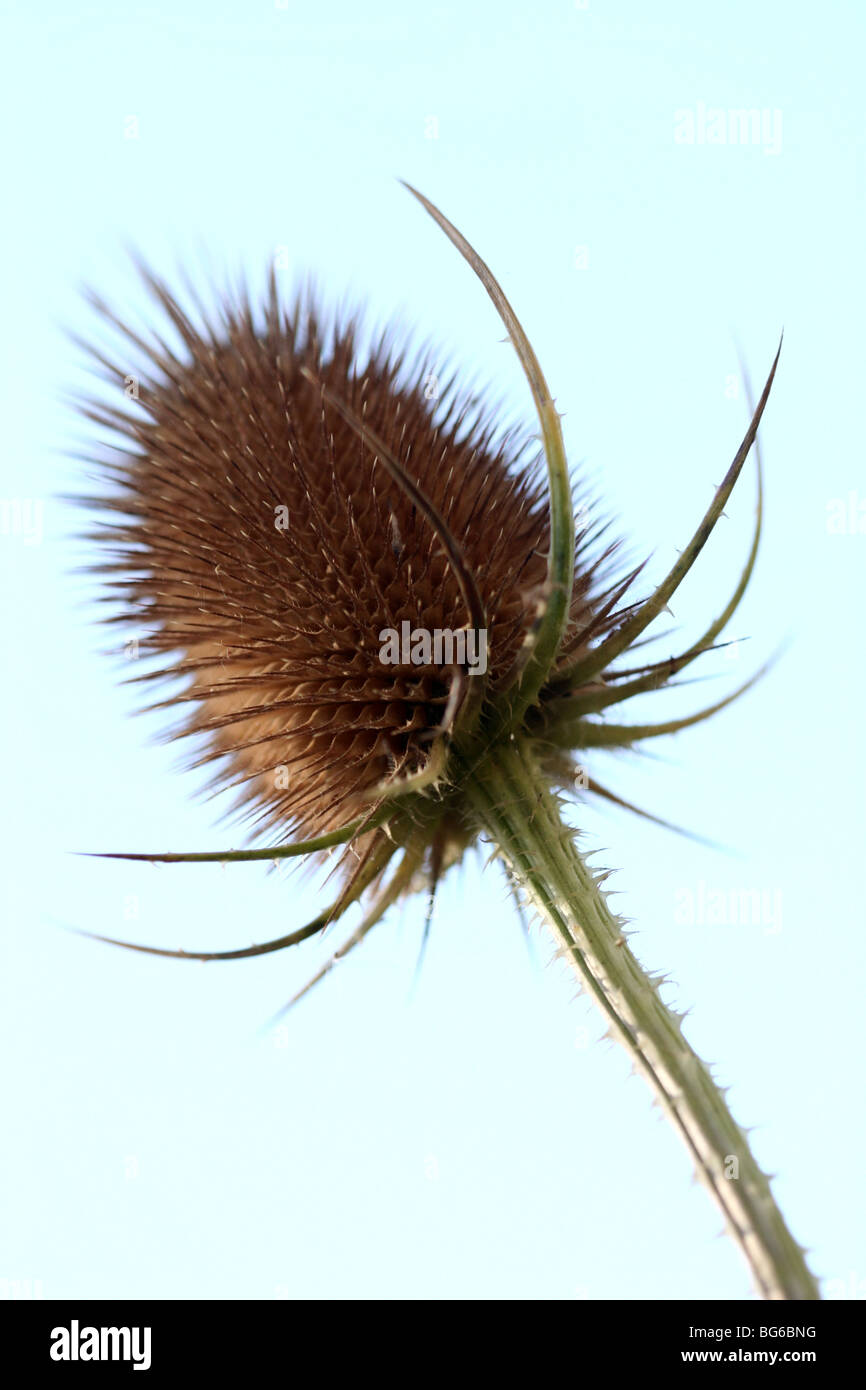 Teasel flower head (Dipsacus fullonum) growing wild in Winchelsea, East ...