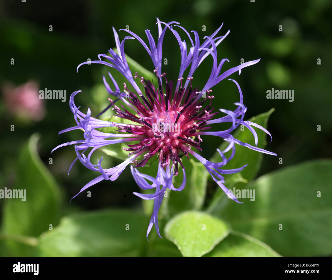 Nigella damascena (Love-in-a-mist) flower blue Stock Photo - Alamy