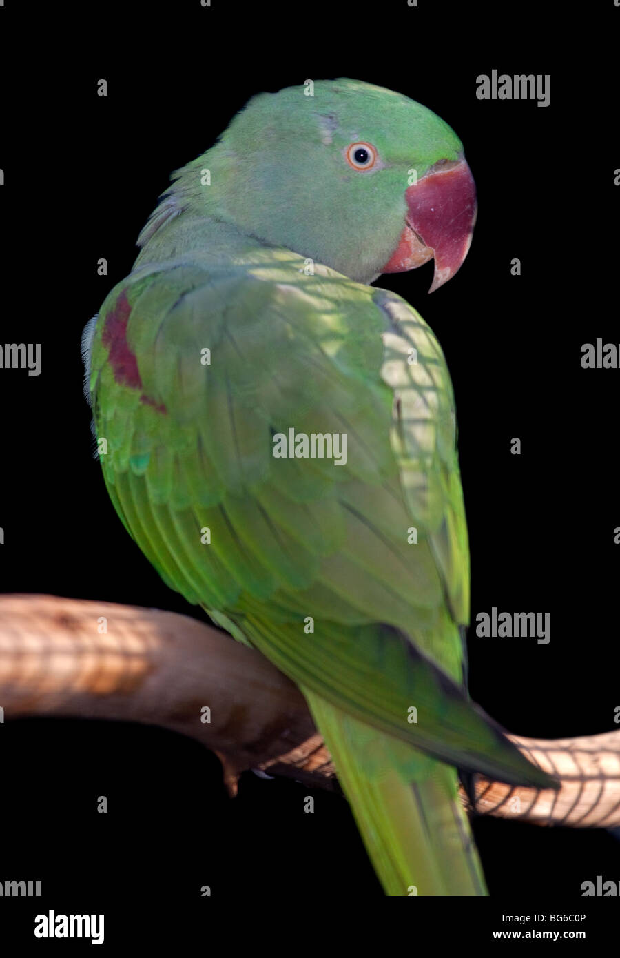 Alexandrine parakeets hi-res stock photography and images - Alamy