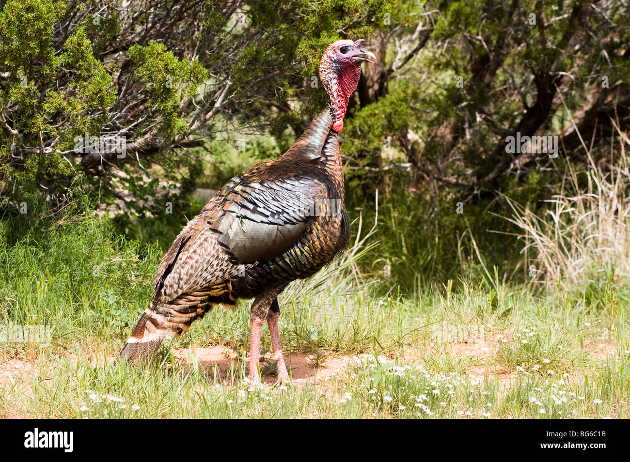 Palo duro canyon wildlife hi-res stock photography and images - Alamy