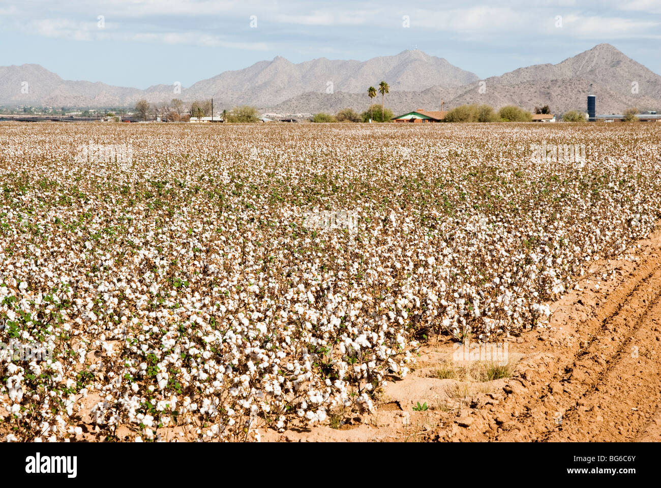 a defoliated cotton field ready for harvest Stock Photo - Alamy