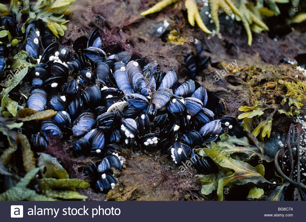 Mussels In Alaska at Meagan Burlingame blog