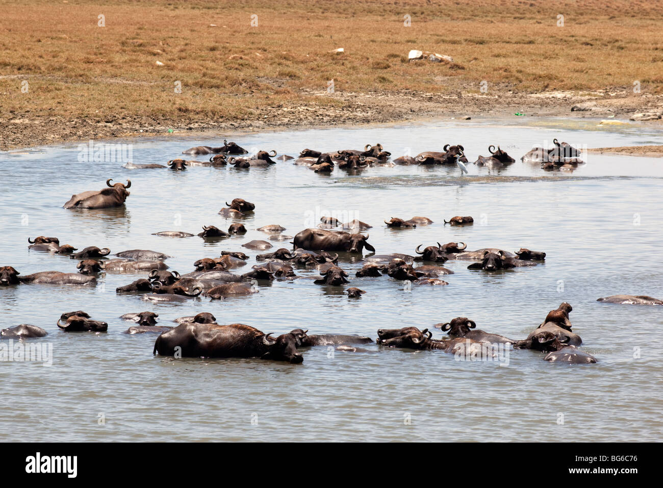 Cattle in the marsh/lagoon area of Arugam Bay, Sri Lanka Stock Photo ...