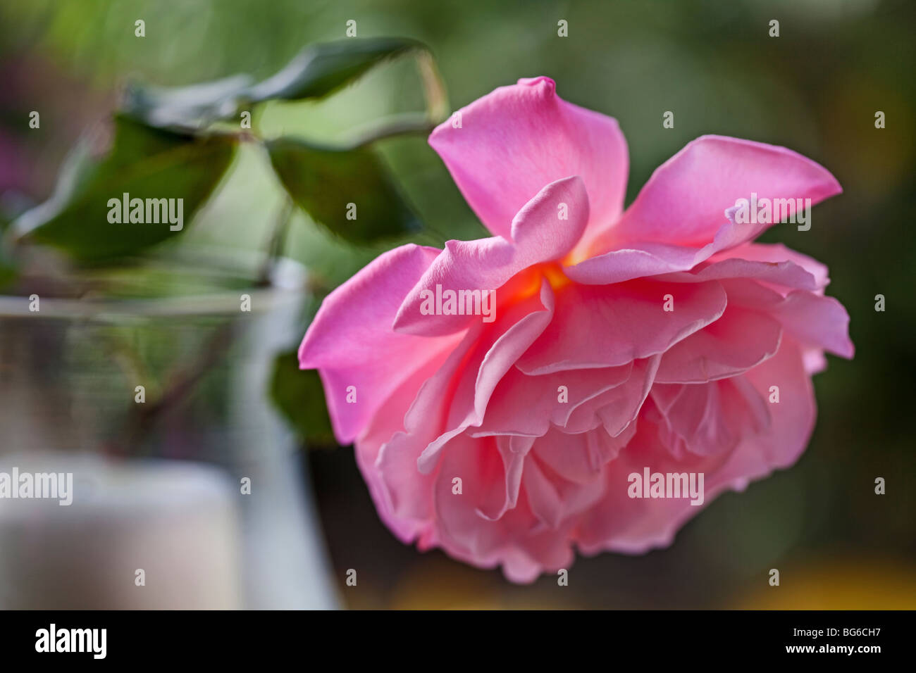 One Pink Rose Stock Photo - Alamy