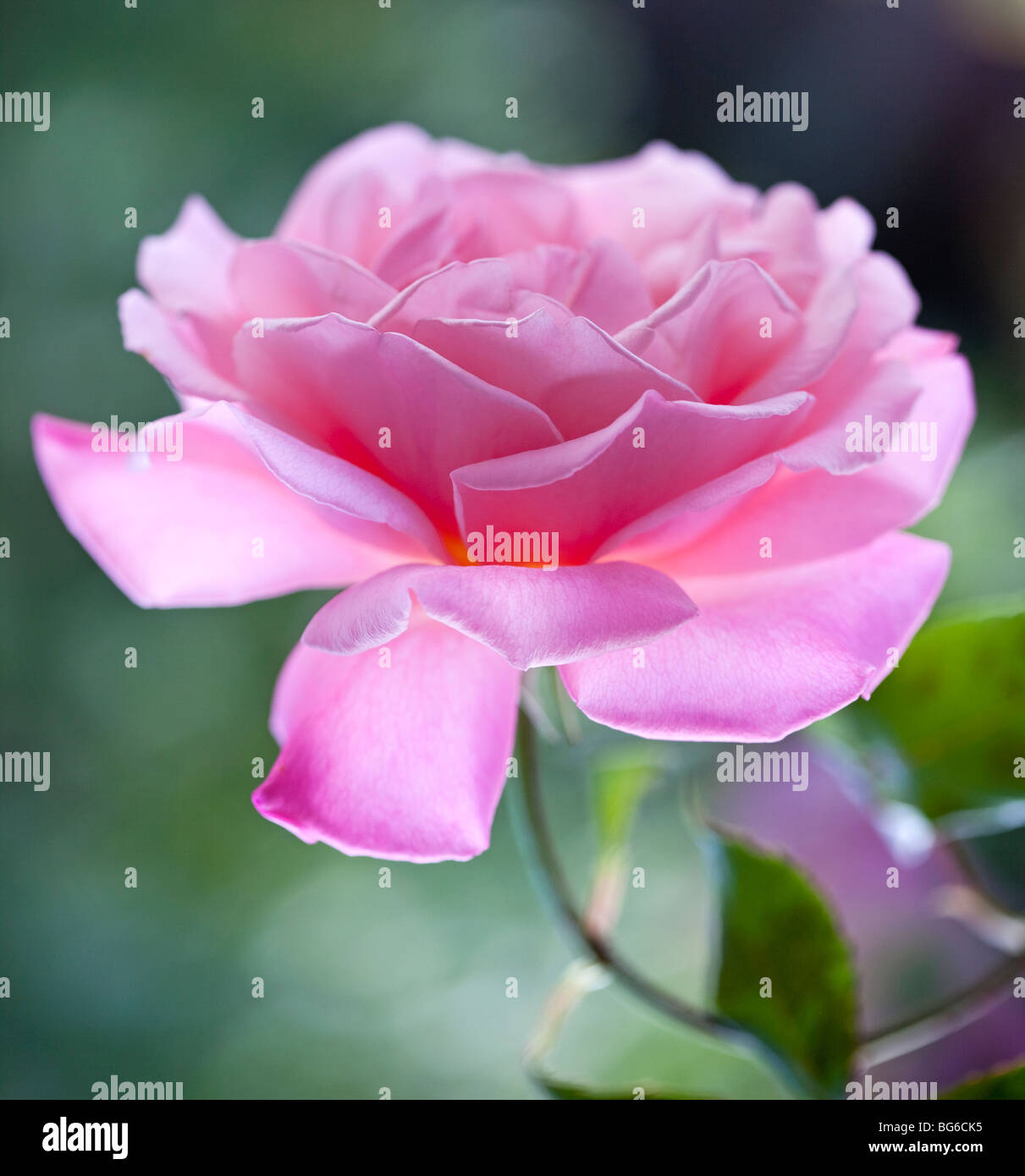Selective Focus One Flower High Resolution Stock Photography and Images ...