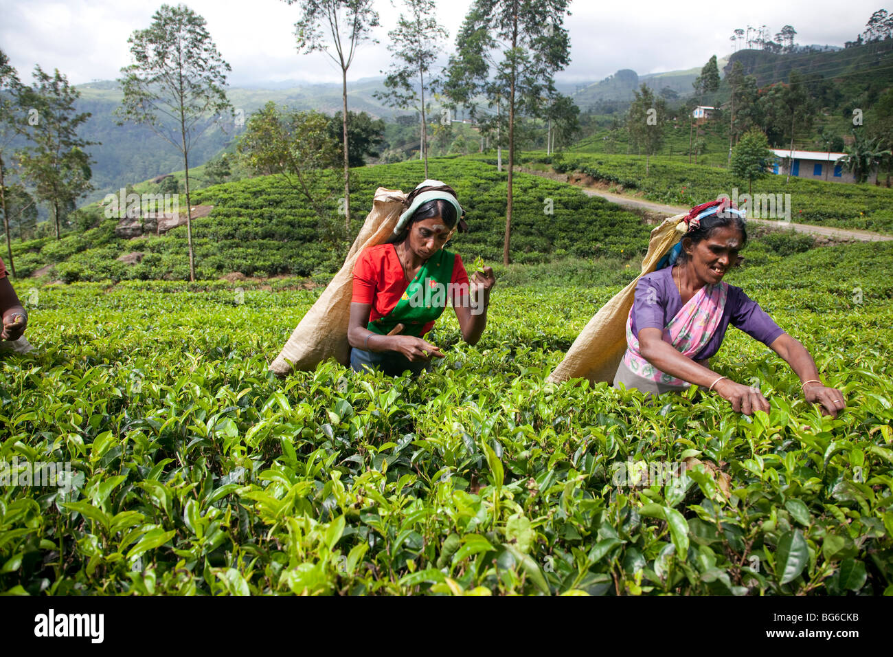 Pickers pick tea at a tea plantation in Sri Lanka. The Blue field tea ...