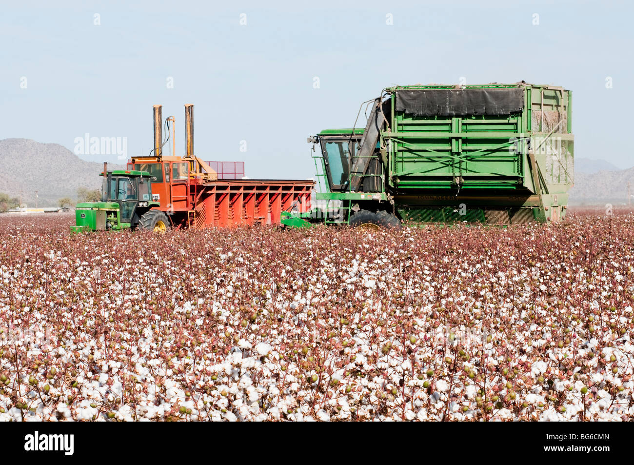 a cotton picker and module builder harvesting the crop in a cotton ...