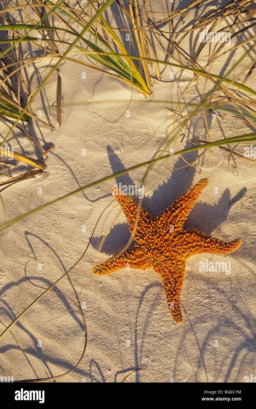 Starfish on beach in Florida Stock Photo - Alamy