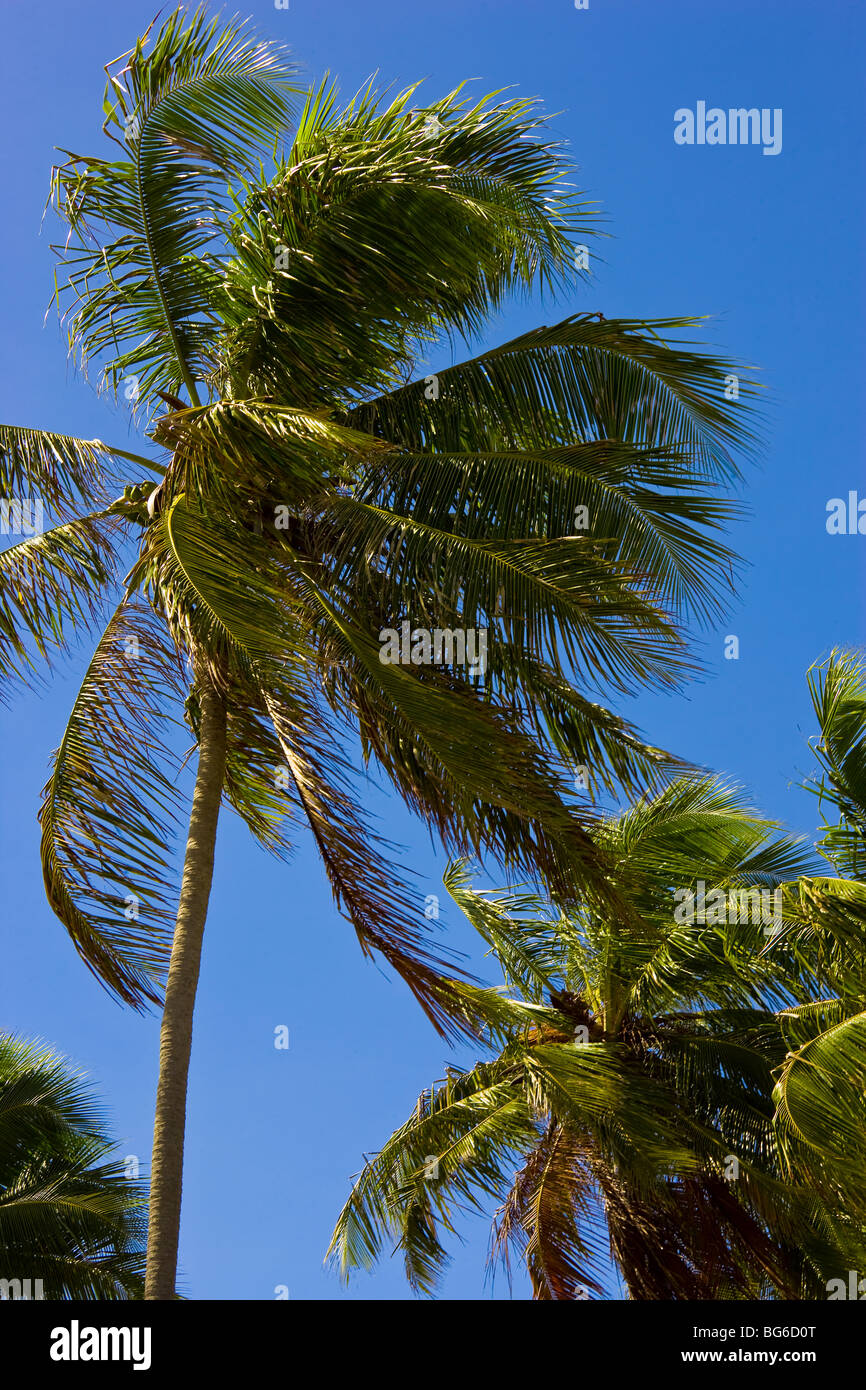 Palm trees at a beach in State of Bahia, Brazil. // Coqueiros, Bahia ...