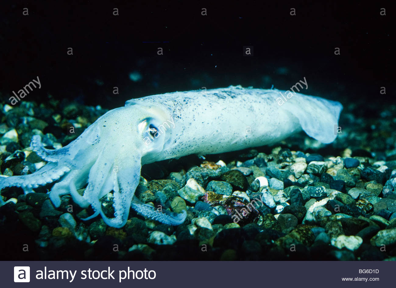 Loligo High Resolution Stock Photography and Images - Alamy