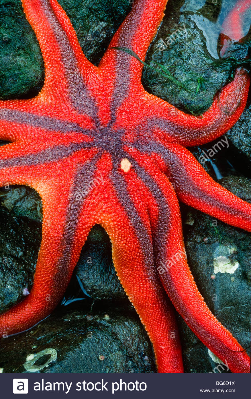 Starfish Photo Stock Photos & Starfish Photo Stock Images - Alamy