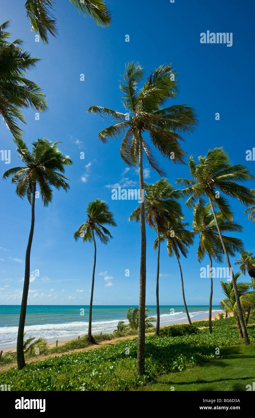 Bahia Grass High Resolution Stock Photography and Images - Alamy