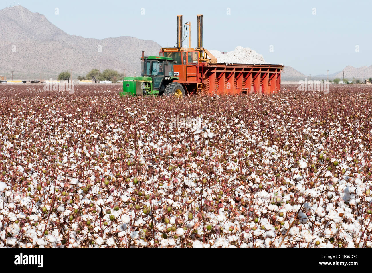 a cotton module builder in a cotton field in Arizona Stock Photo - Alamy