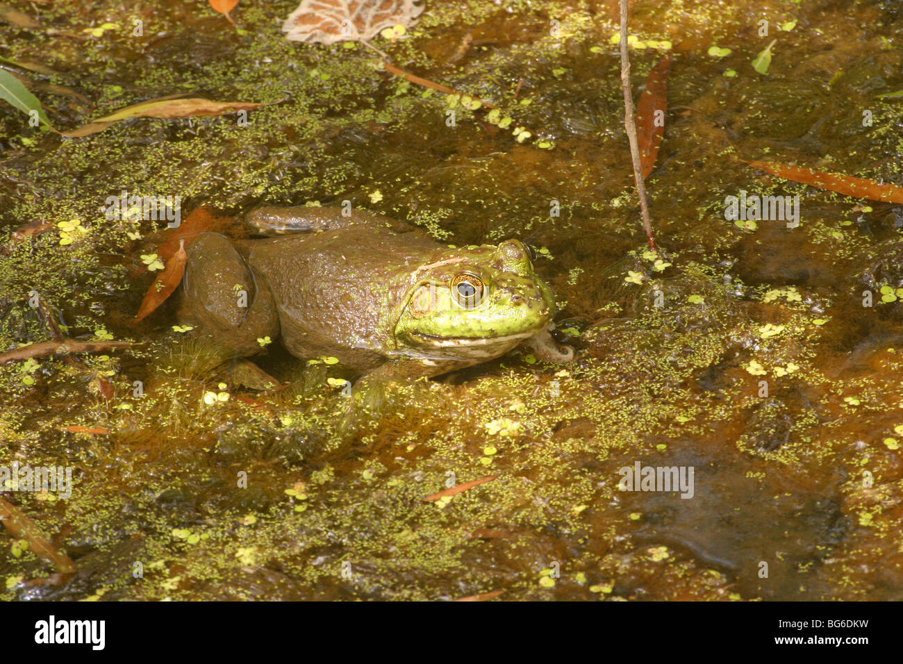 Aquatic frog hi-res stock photography and images - Alamy