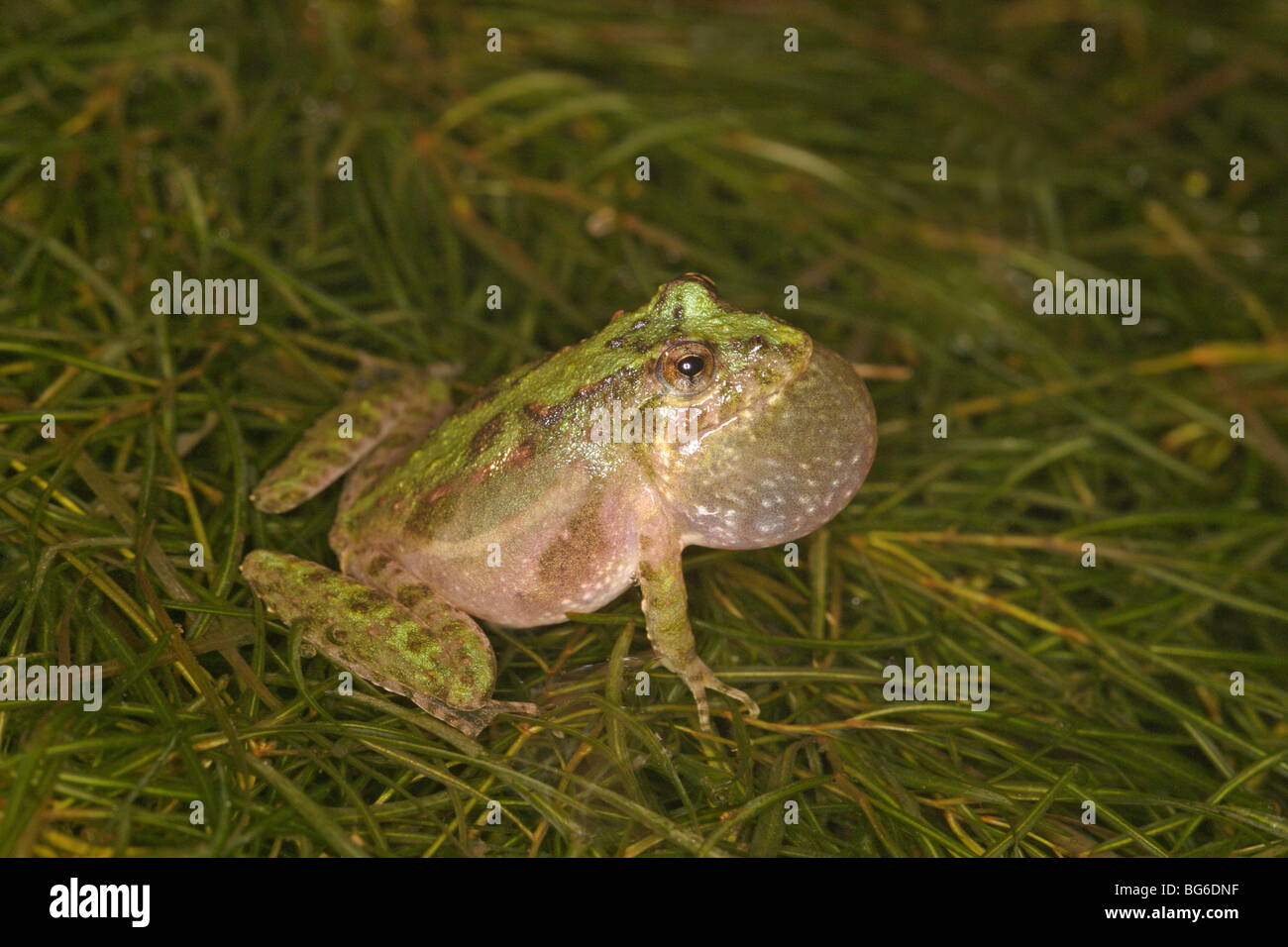 Blanchard's Cricket Frog Acris crepitans blanchardii Springfield ...