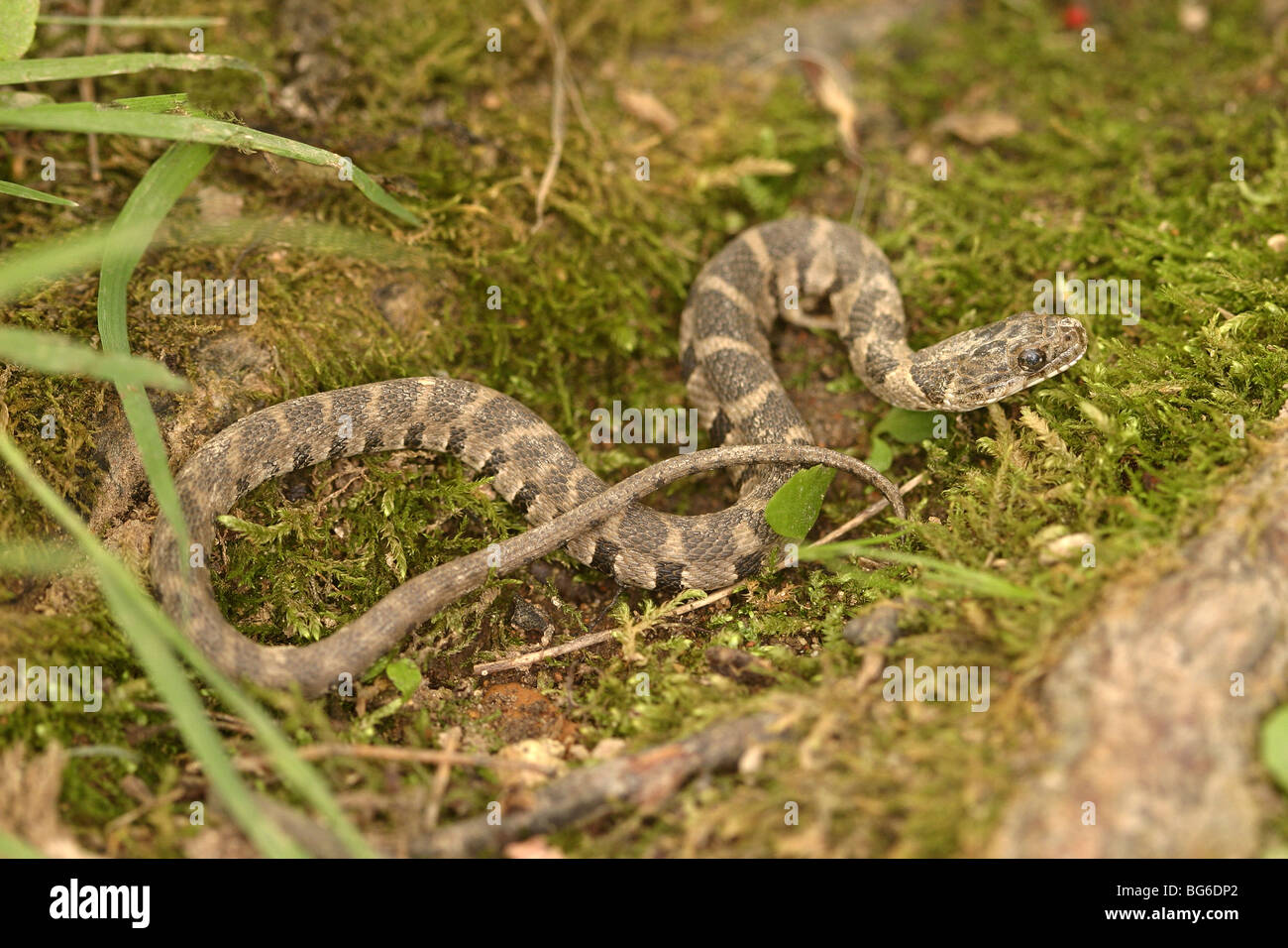 Blotched Water Snake Nerodia erythrogaster transversa 22 May Neonate ...