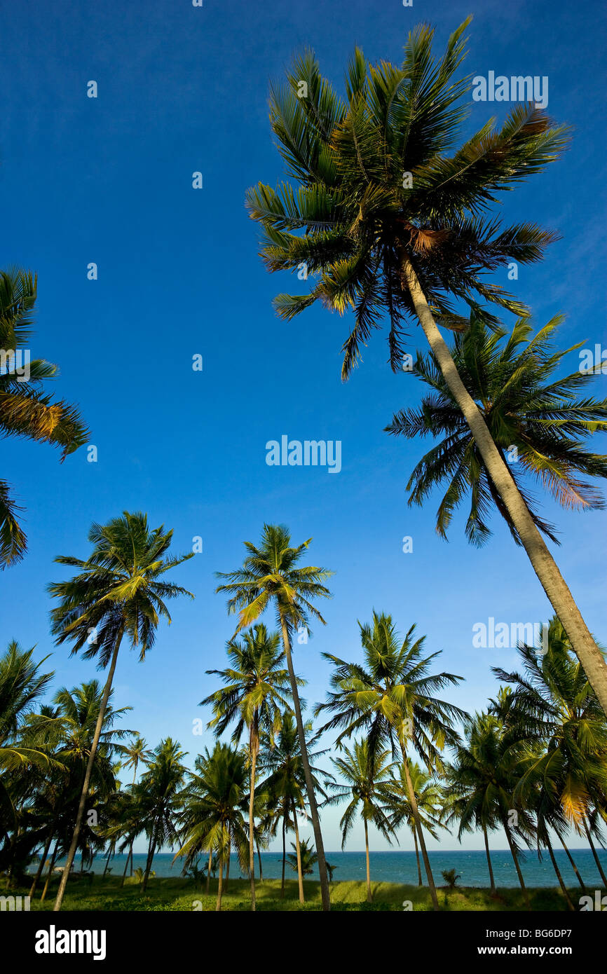 Palm trees along a beach in Praia do Forte, State of Bahia, Brazil ...