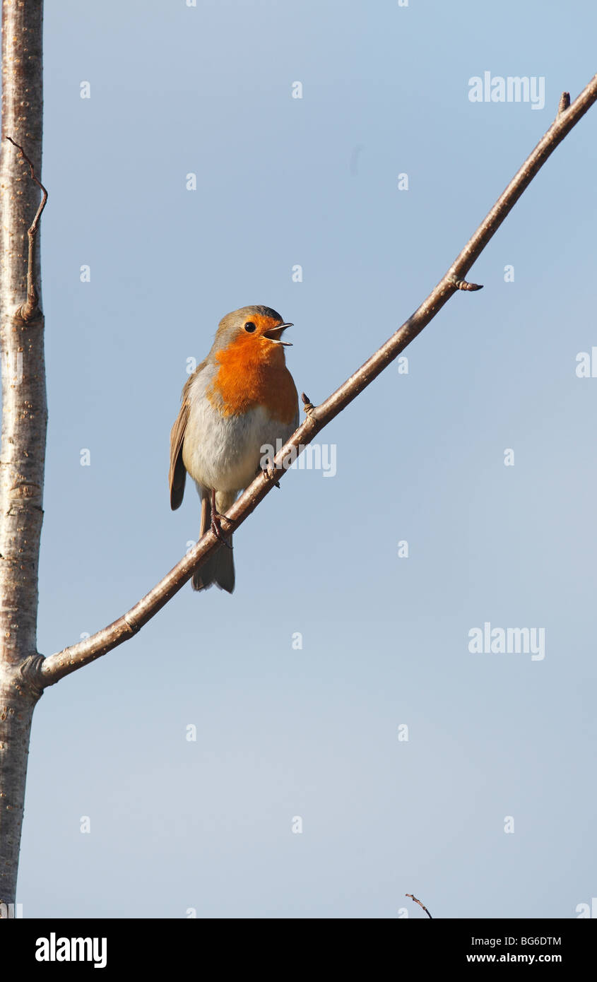 robin (Erithacus rubecula) singing in rowan tree Stock Photo - Alamy