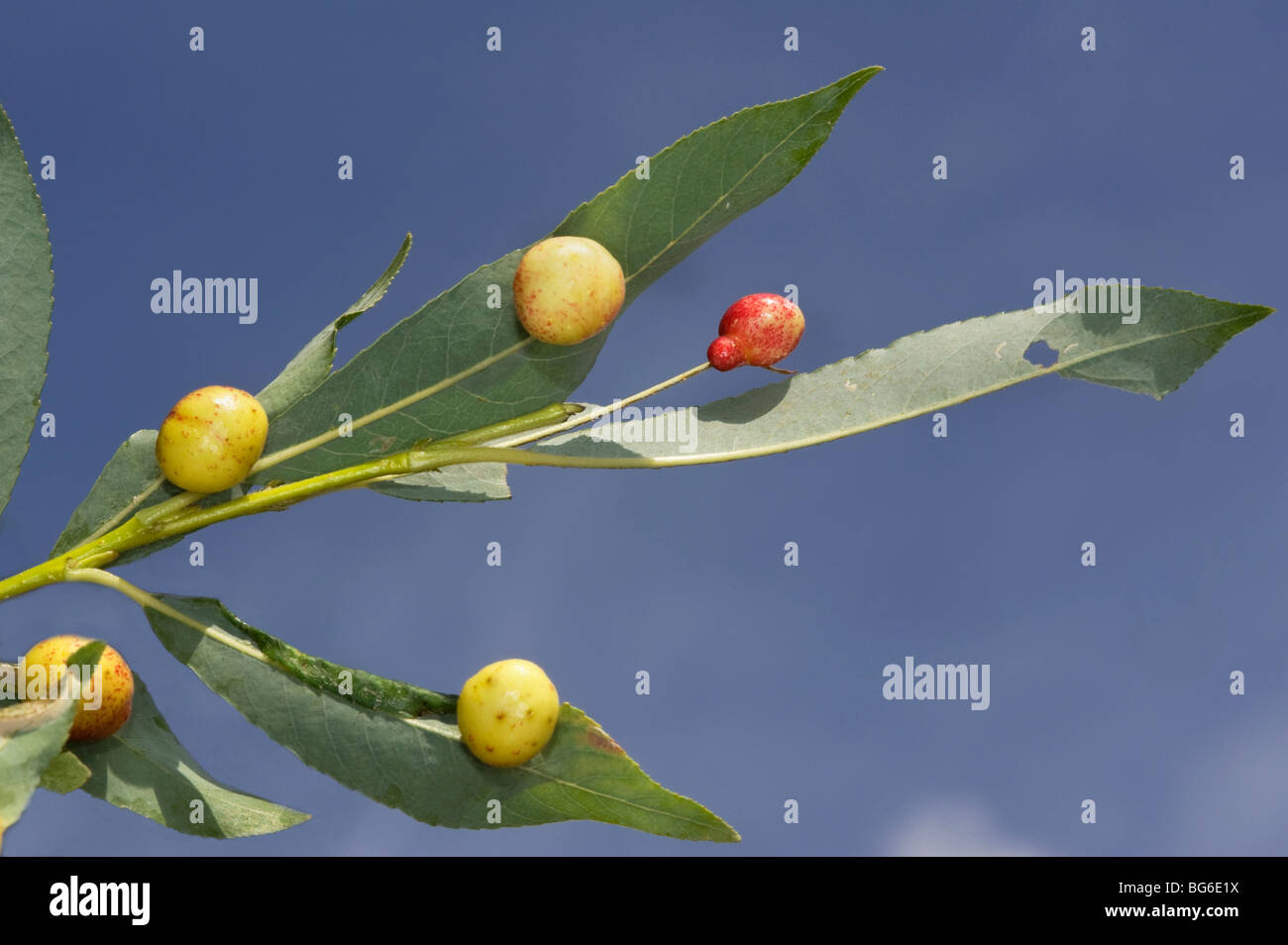 Tree galls hi-res stock photography and images - Alamy