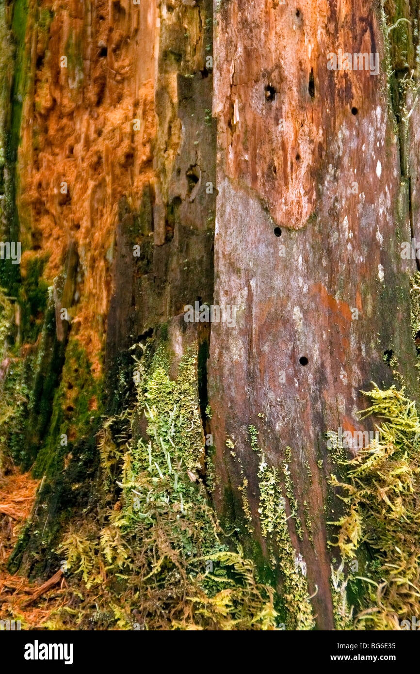 Colourful tree hi-res stock photography and images - Alamy