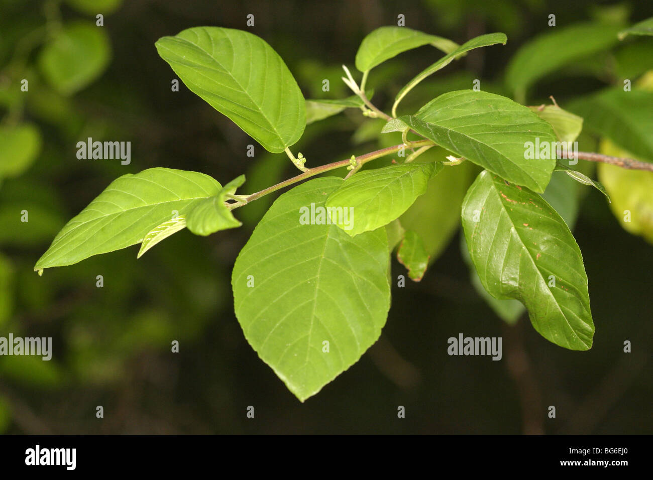 Eastern Redbud Tree In Summer
