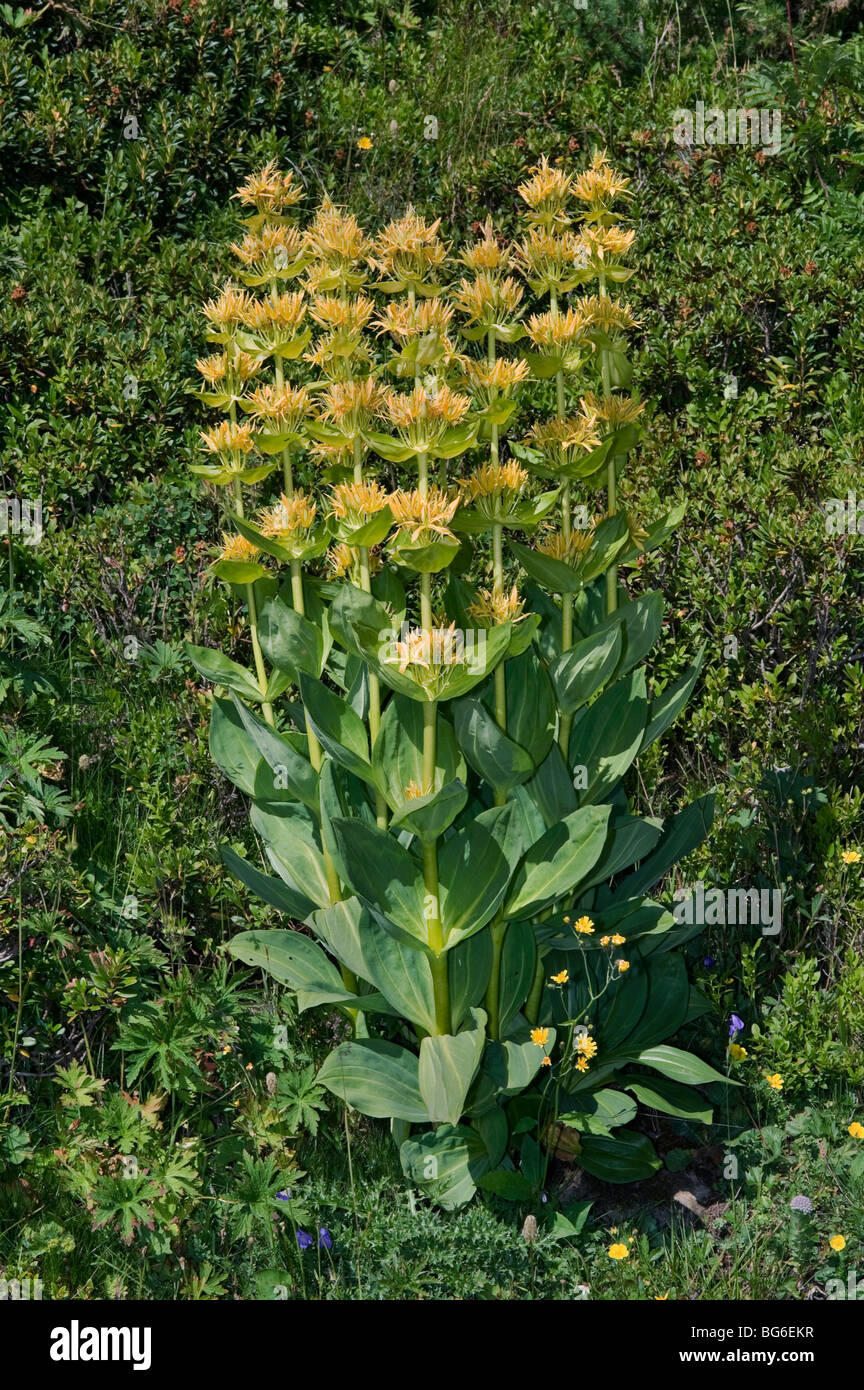 Gentiana lutea hi-res stock photography and images - Alamy