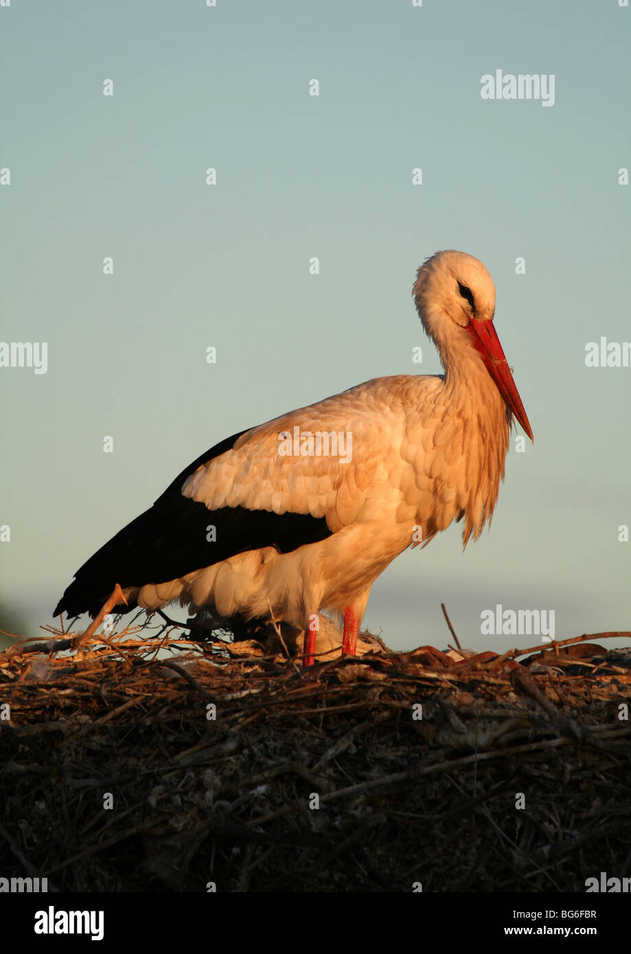 Portrait of a nesting Stork in Kasbah , Marrakech, Morocco Stock Photo ...