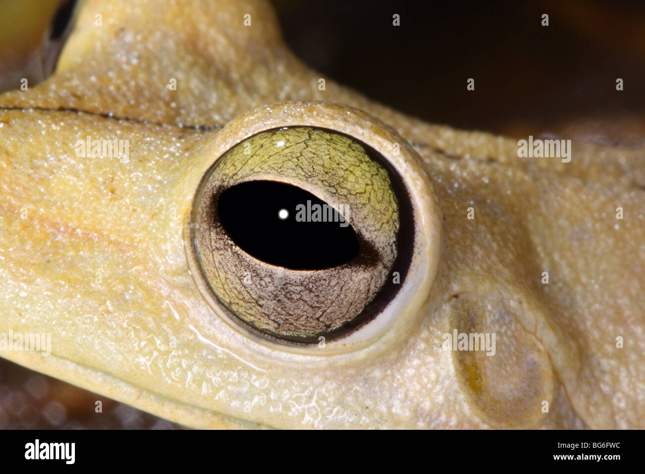Gladiator Frog Hyla rosenbergi Quepos, Costa Rica 22 October Adult ...