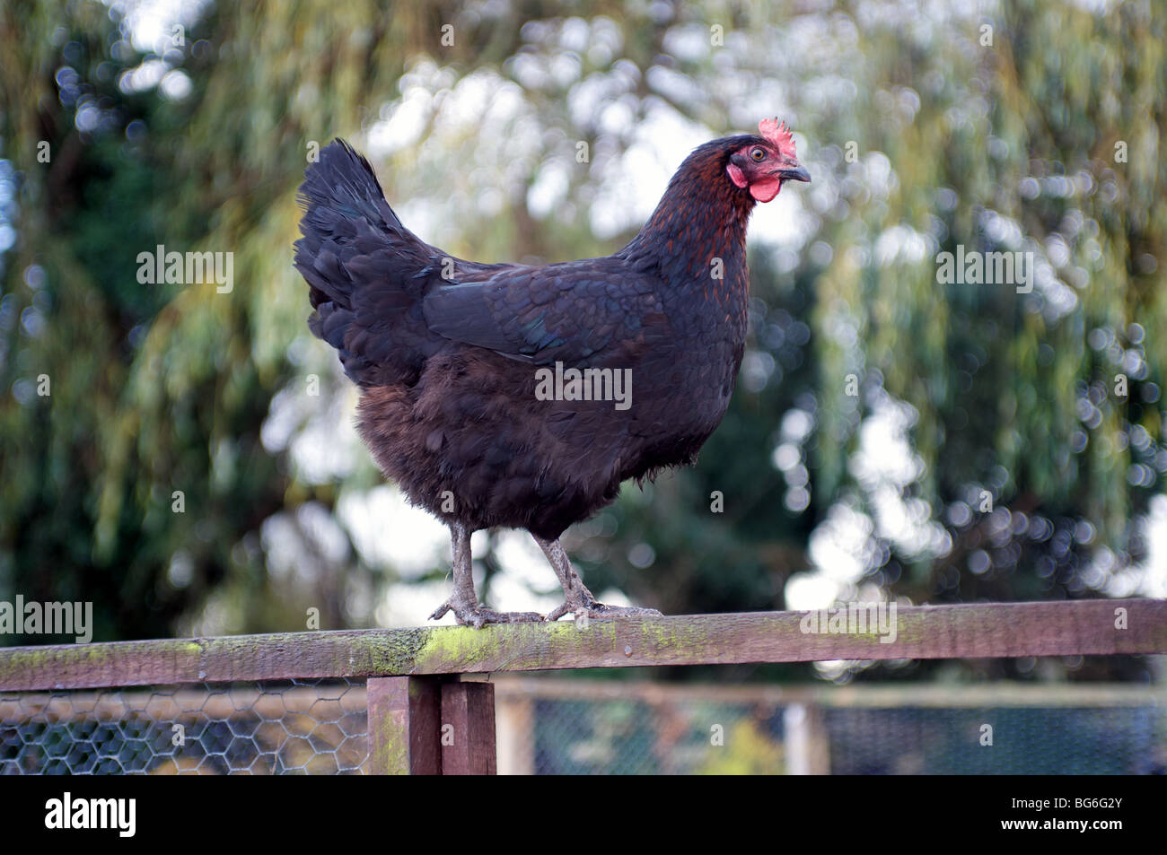 Free range chicken Stock Photo - Alamy