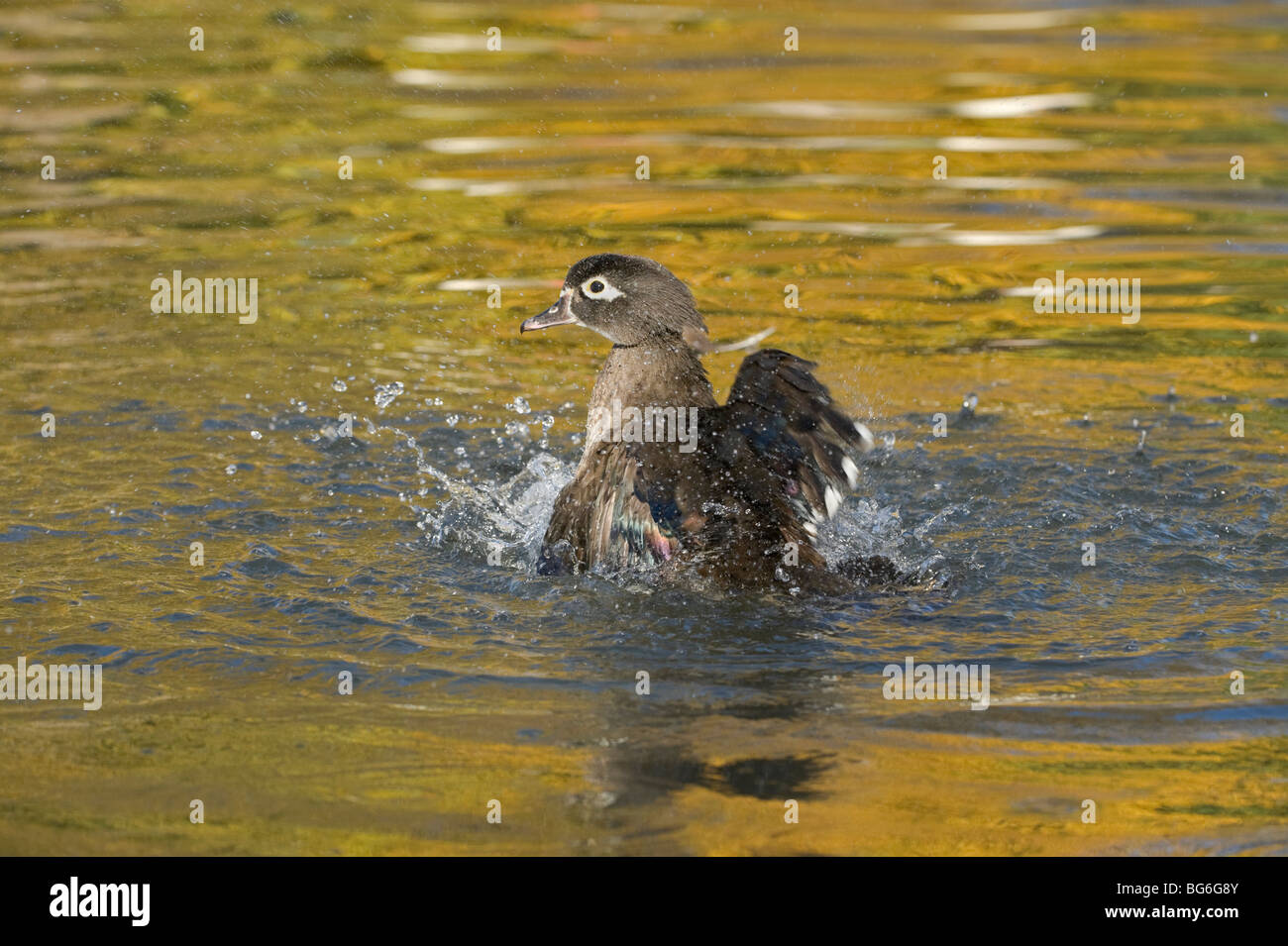 Aix sponsa washing itself hi-res stock photography and images - Alamy