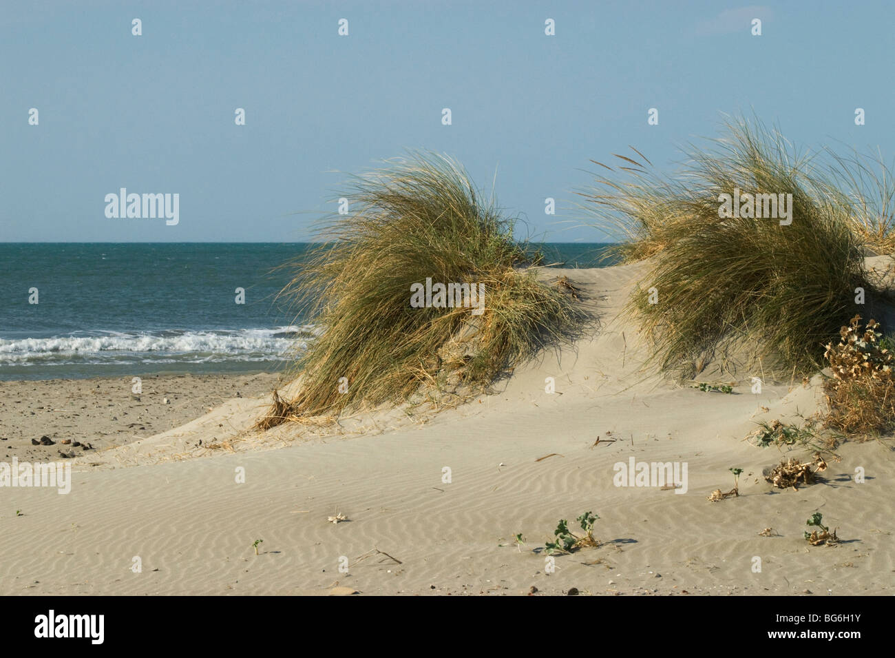 France, Camargue, dune vegetation Stock Photo - Alamy