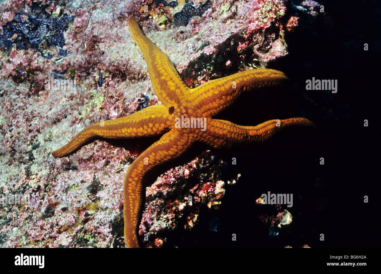 Pharia hi-res stock photography and images - Alamy