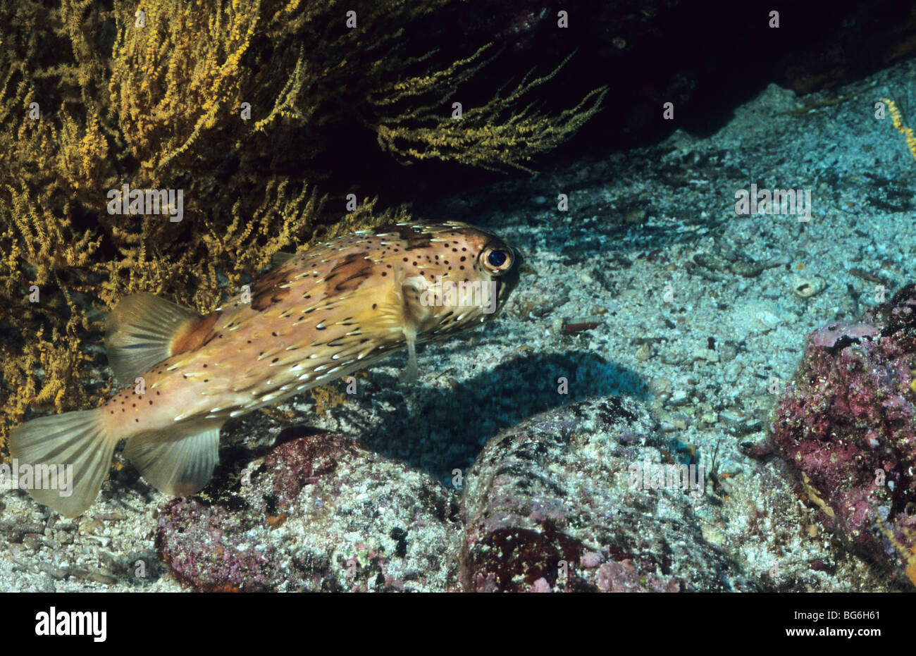Balloon Fish. Puffer. Diodon Holocanthus. Underwater marine life of the ...