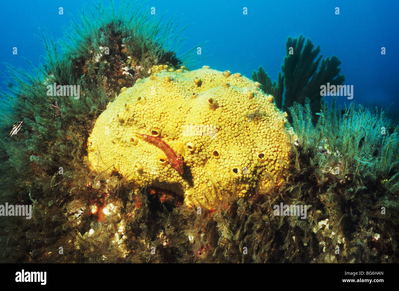 Boring sponge hi-res stock photography and images - Alamy