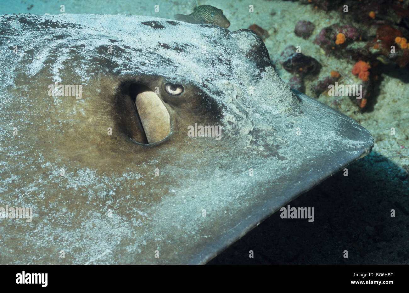 Whiptail stingray dasyatis brevis hi-res stock photography and images ...
