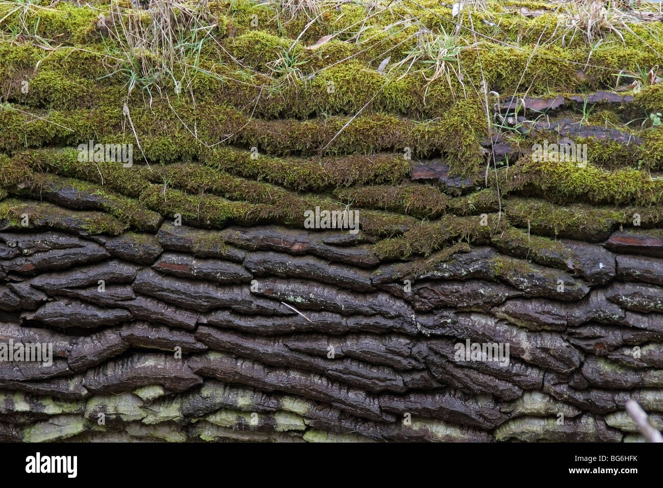 Colourful tree bark Stock Photo - Alamy