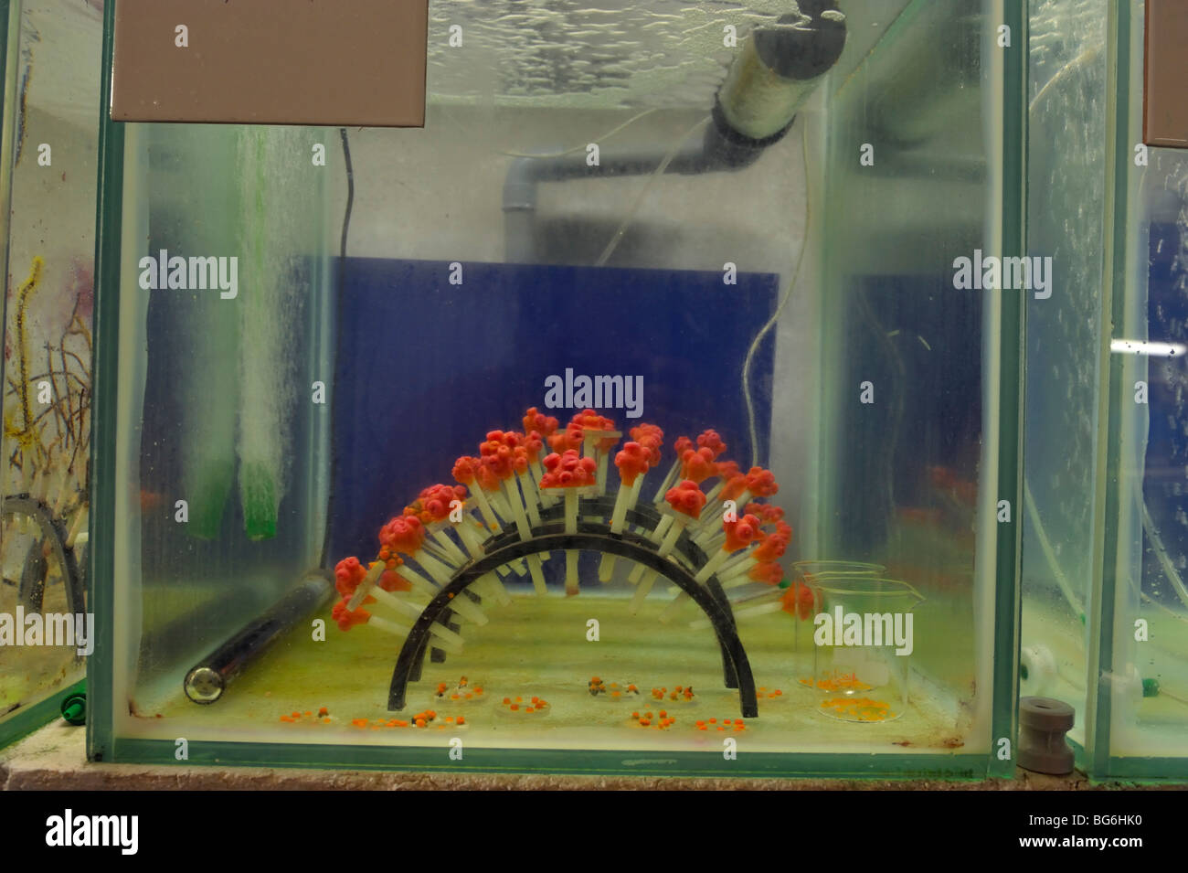 Nursery tank for coral in the aquarium of Monaco Stock Photo - Alamy