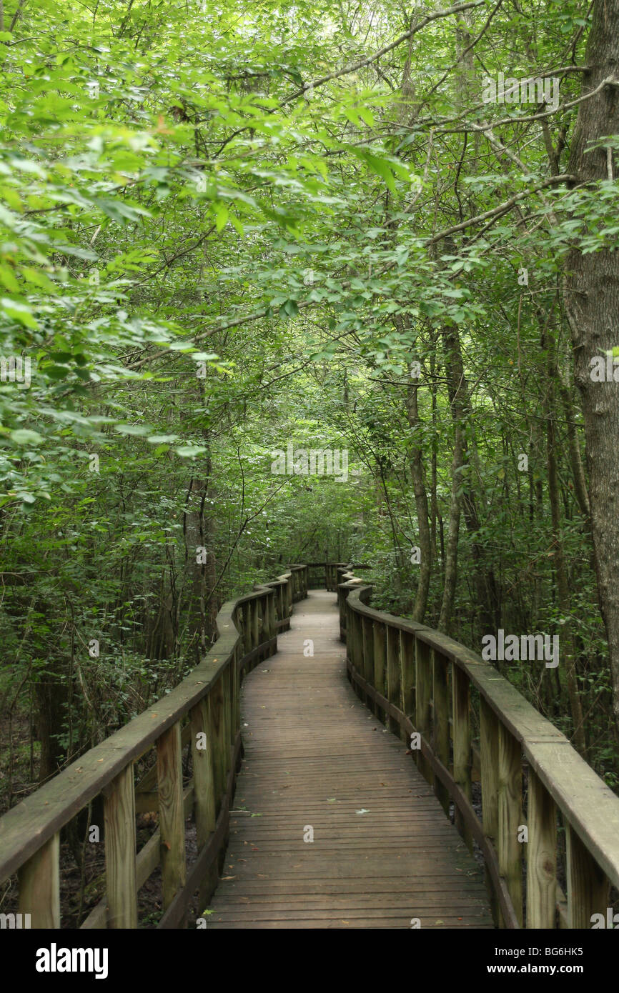 winding boardwalk in the woods Stock Photo - Alamy