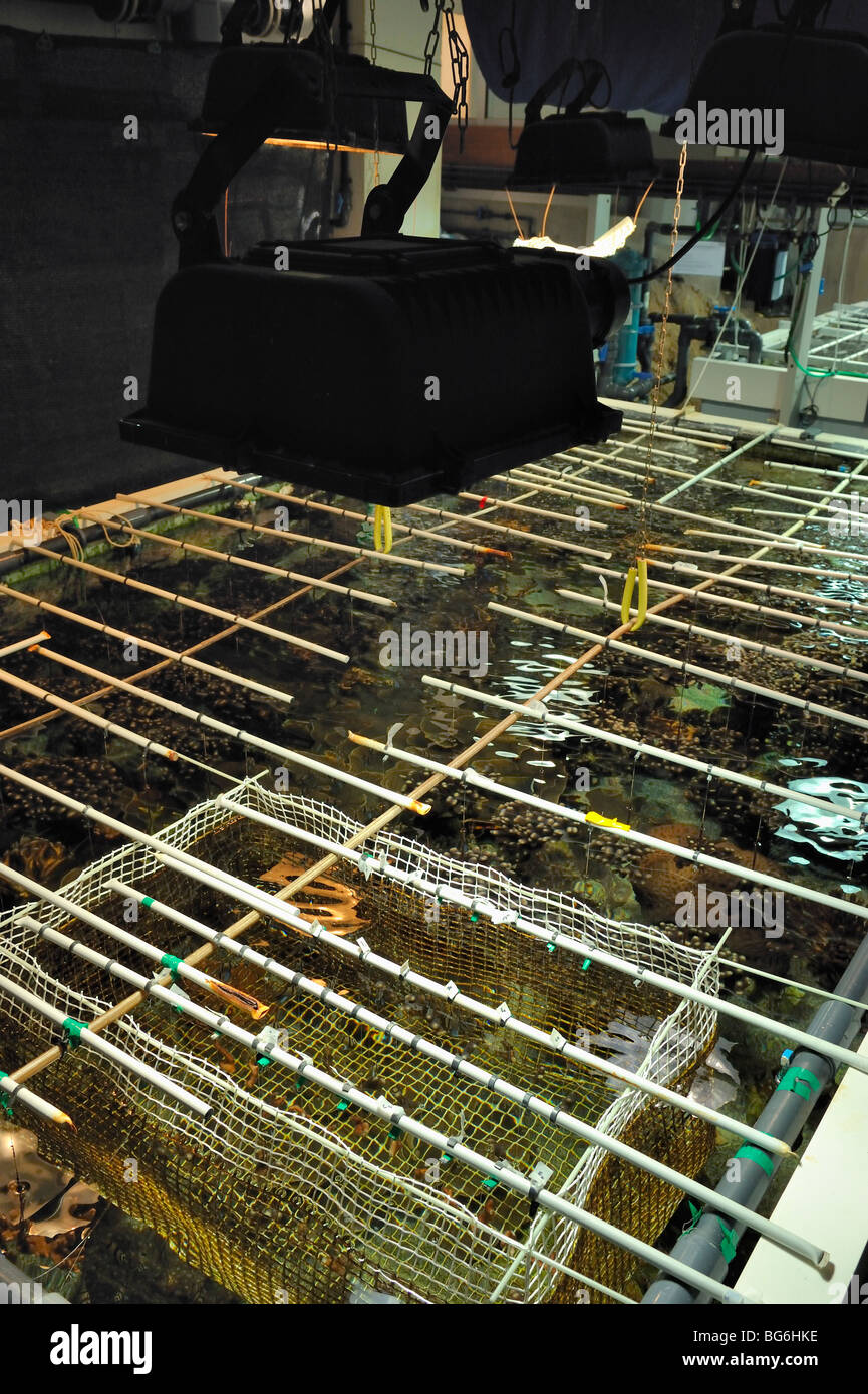 Big nursery tank for coral in the aquarium of Monaco Stock Photo - Alamy