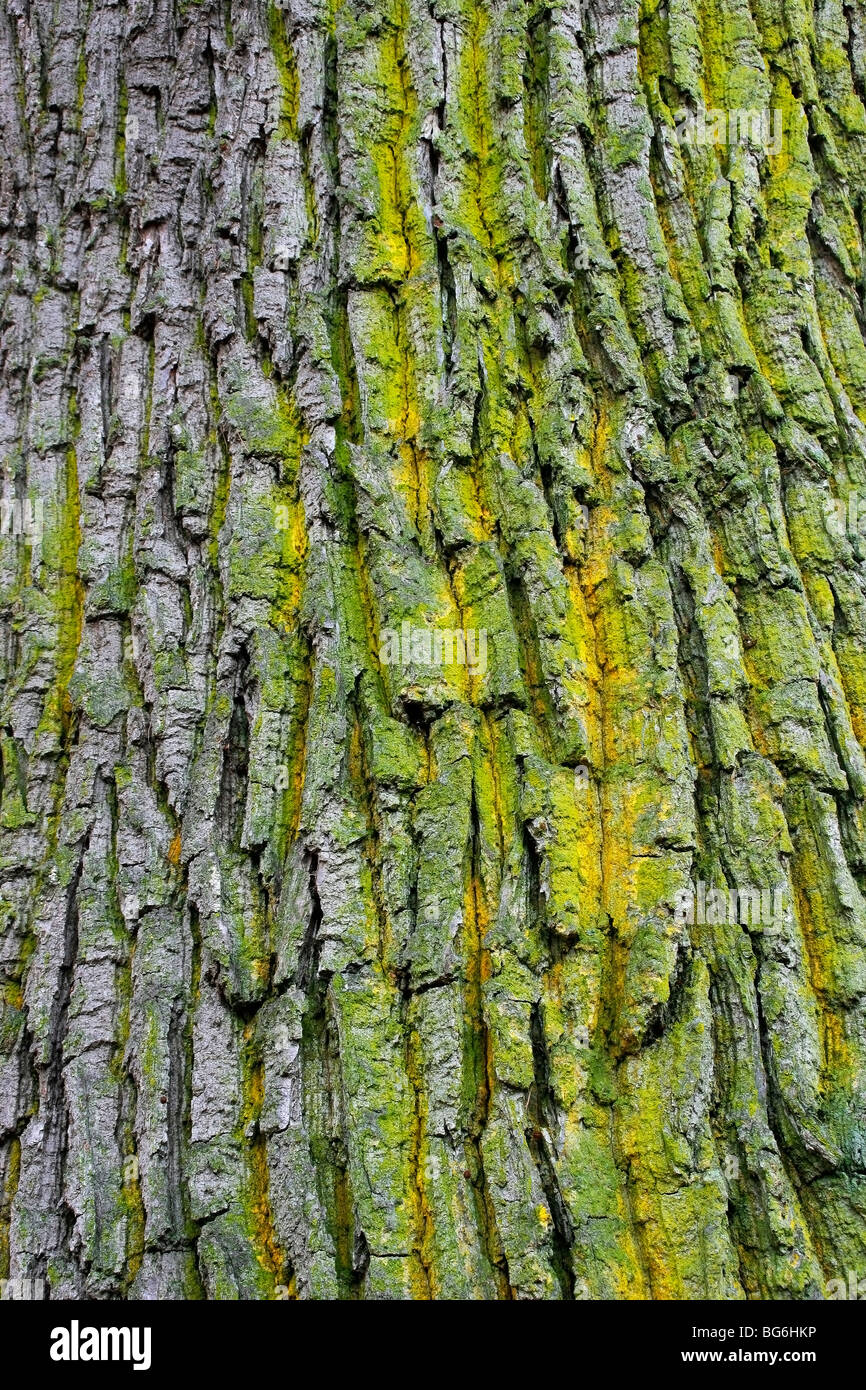 Colourful tree bark Stock Photo - Alamy