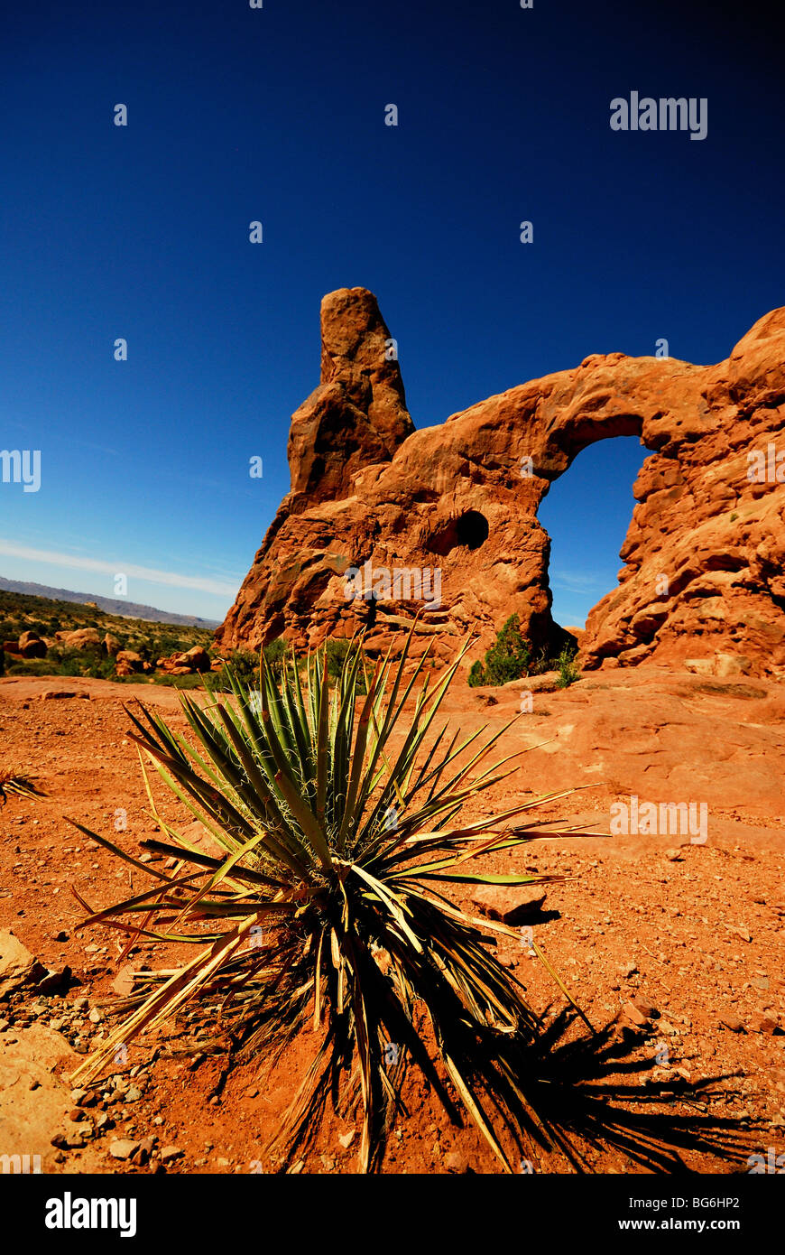 Cactus hole hi-res stock photography and images - Alamy