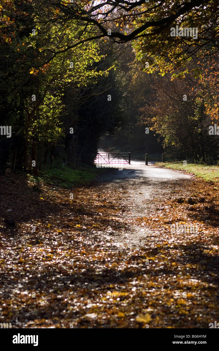 Fallen leaves gate road tree hi-res stock photography and images - Alamy