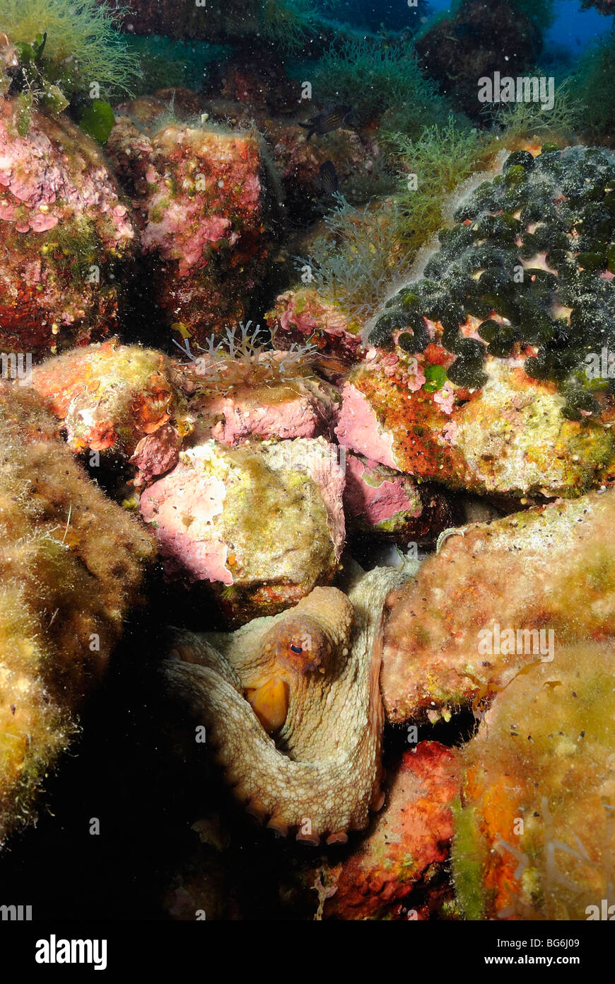 Octopus Hiding High Resolution Stock Photography and Images - Alamy
