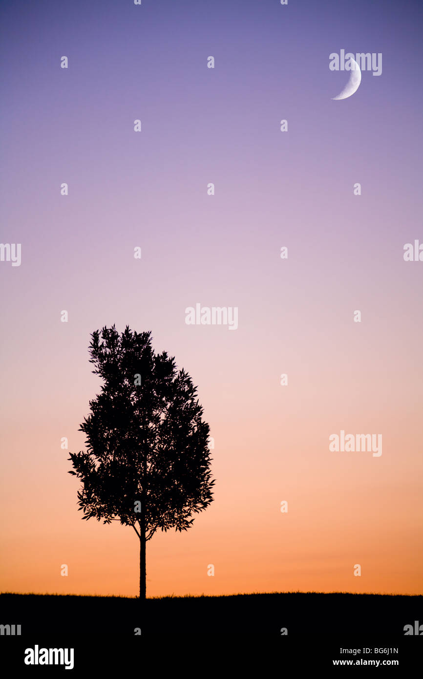 Lonely tree at sunset Stock Photo - Alamy