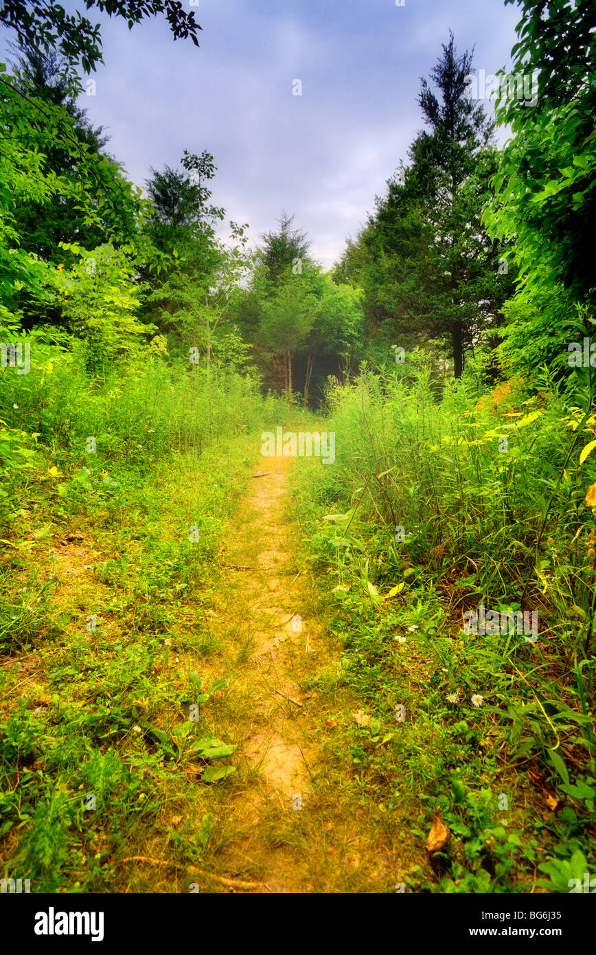 Footpath in the forest Stock Photo - Alamy