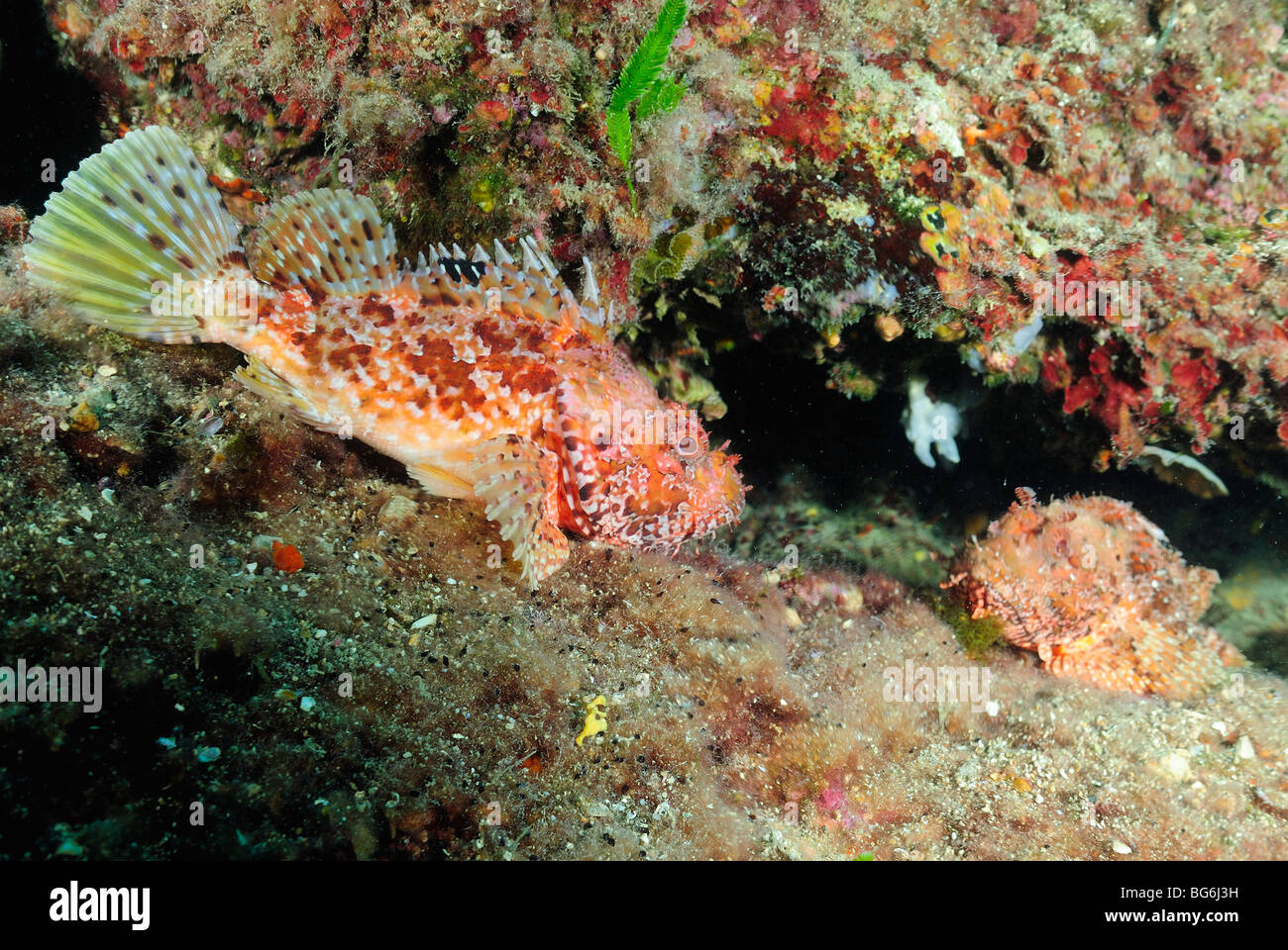 Mediterranean invertebrates hi-res stock photography and images - Alamy