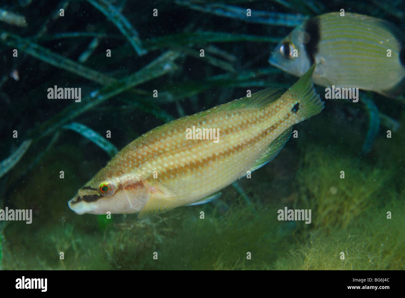 Fish of the mediterranean coast hi-res stock photography and images - Alamy