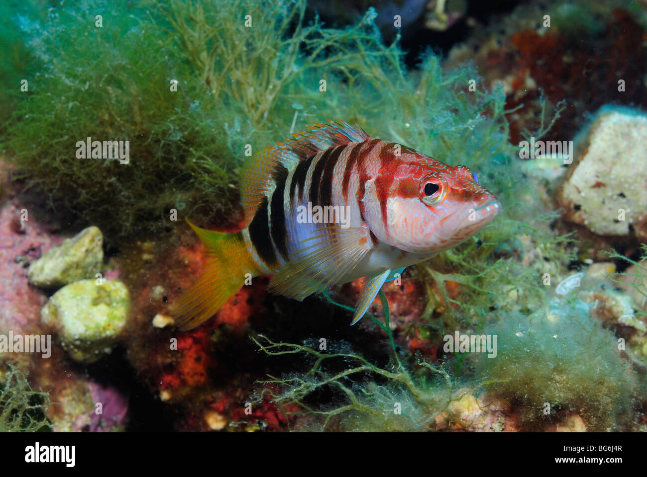 Comber fish hi-res stock photography and images - Alamy