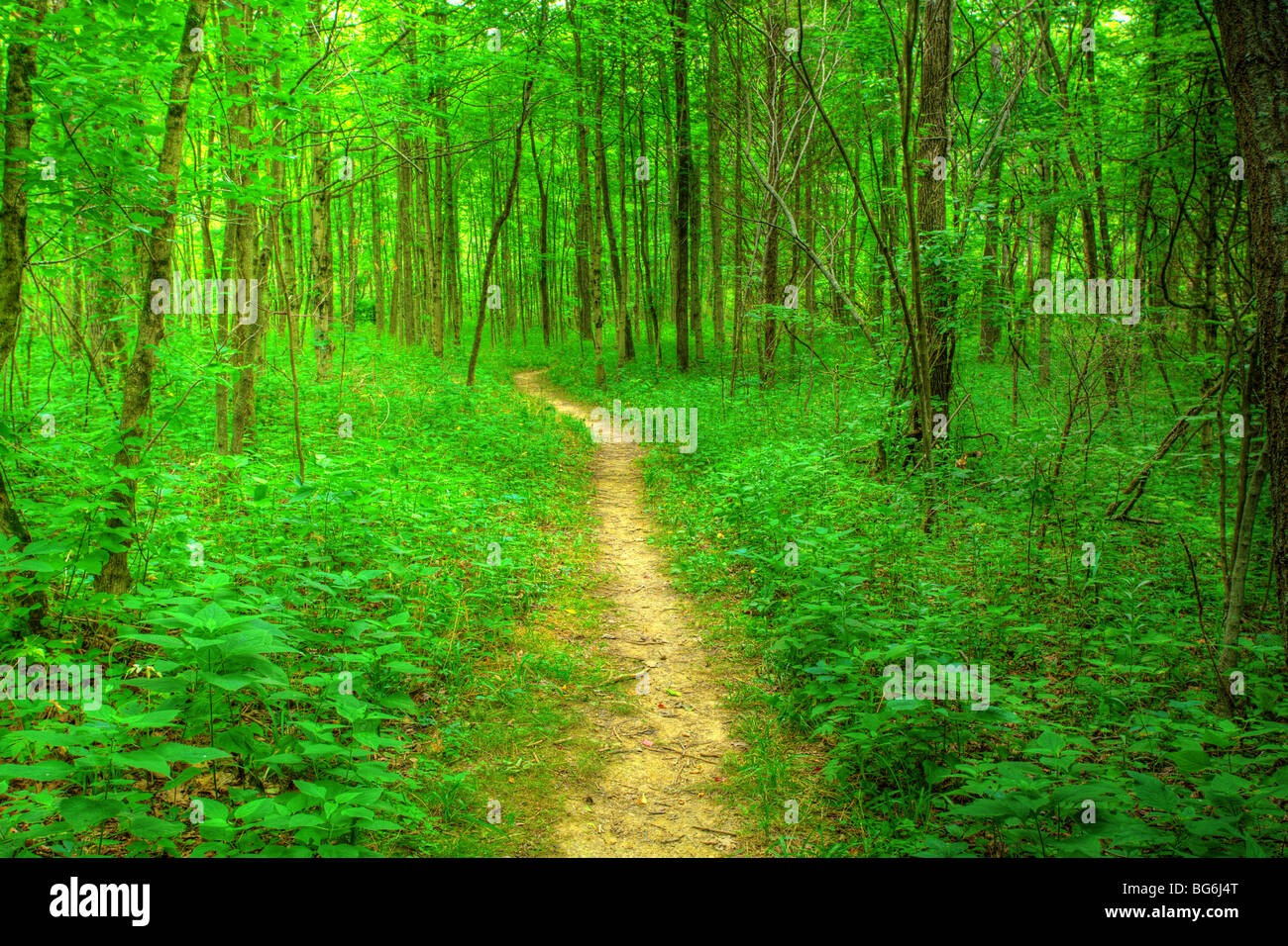 Footpath in the forest Stock Photo - Alamy
