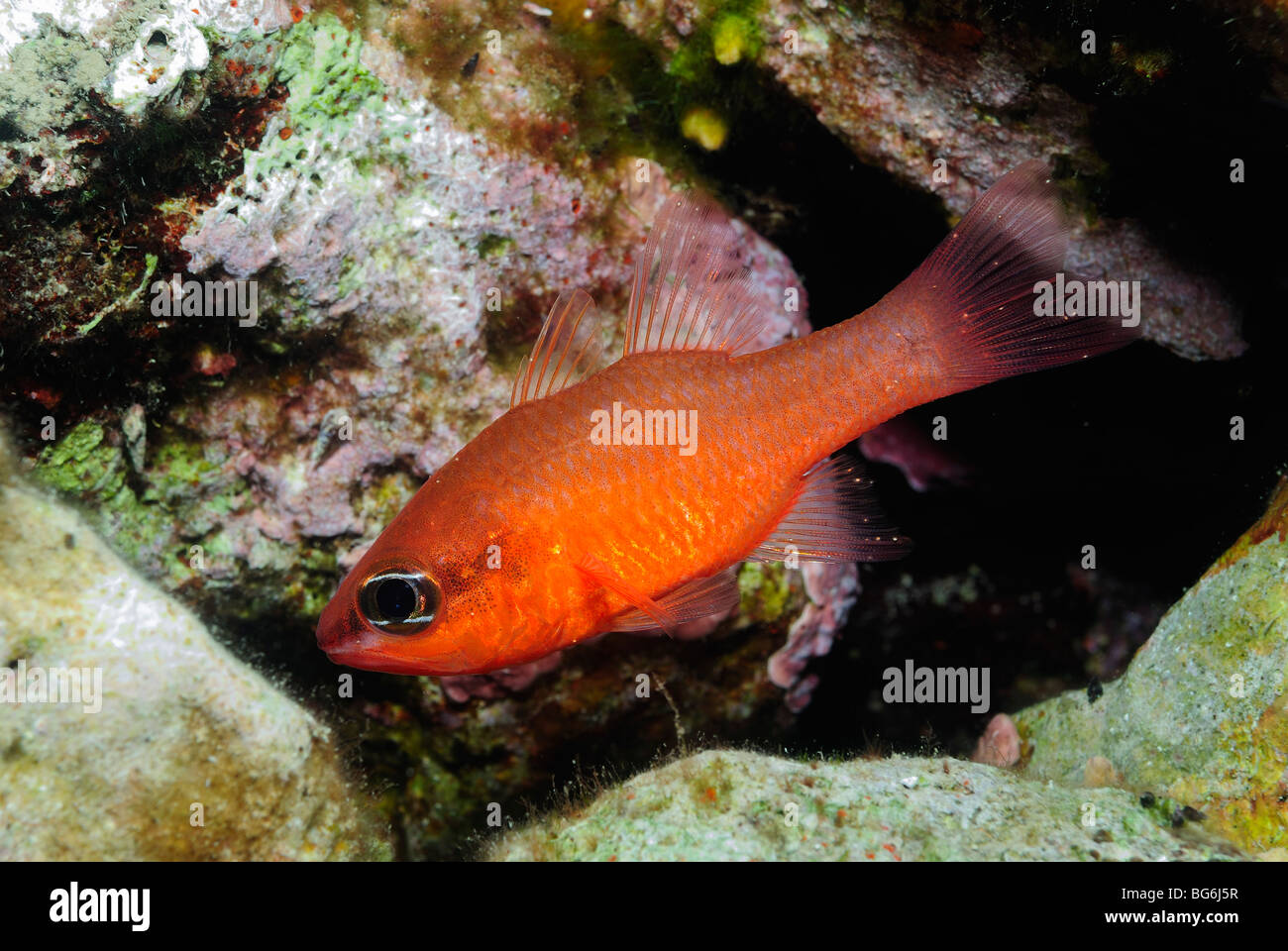 Cardinal fish hi-res stock photography and images - Alamy